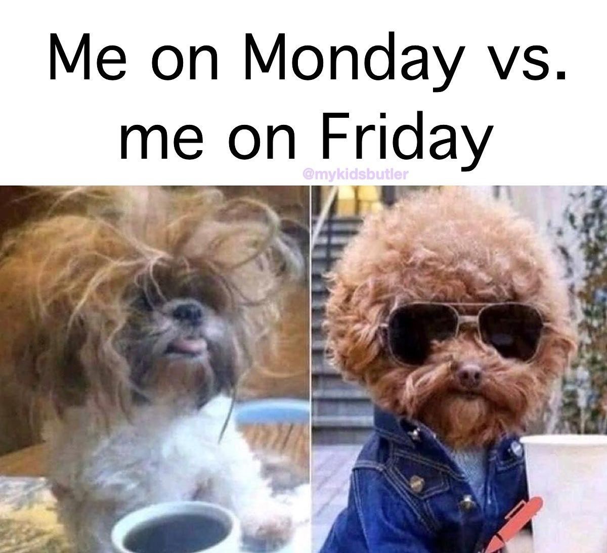 Tgif Meme Dog