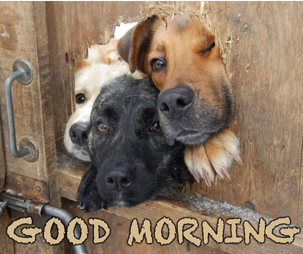 Happy Wednesday Dog Pictures