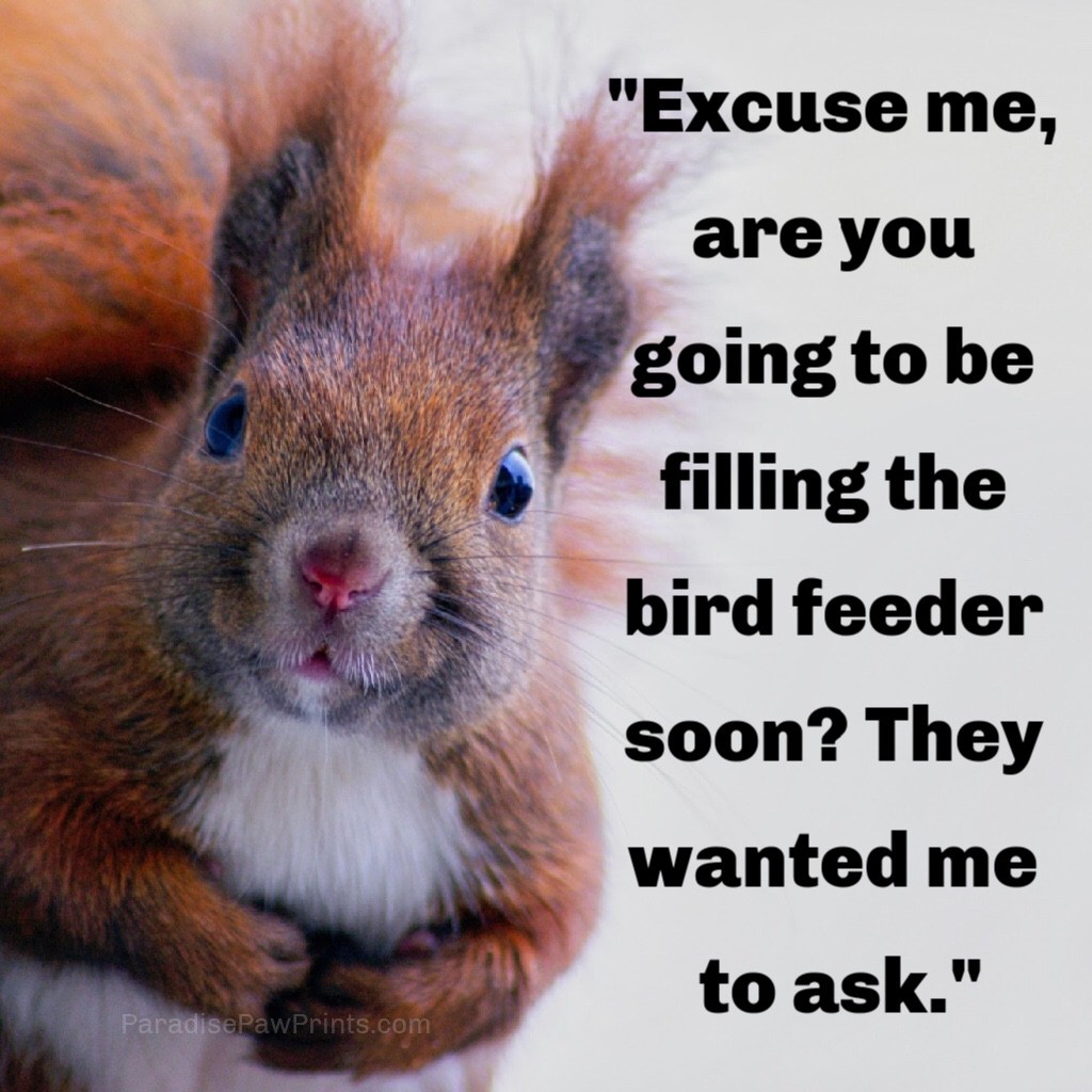 You know this is what they're thinking!! We have some squirrelly