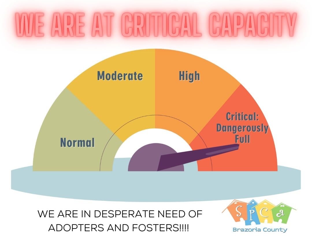 Critical Capacity at the SPCA of Brazoria County
